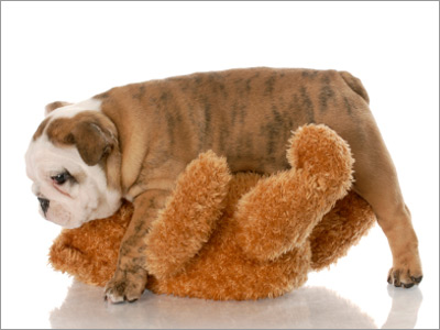 La masturbación canina o los perros que intentan follar todo el tiempo ...