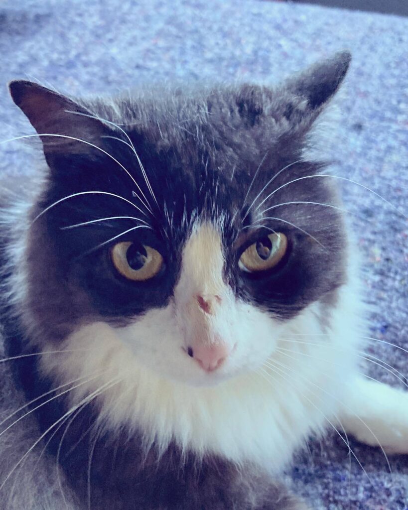 Ágatha, el animal feroz – Doctor Pulgas